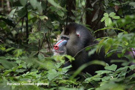 The Mandrill Release Program Jane Goodall