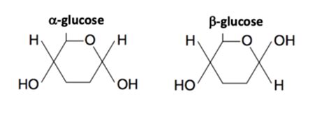 Lesson 2 Carbohydrates Questions Flashcards Quizlet