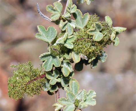 Passiflora Fruticosa Botanical Realm