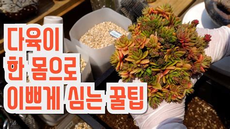다육이 이쁘게 심는 방법이요 꿀팁 공개합니다 多肉植物 たにくしょくぶつ Youtube