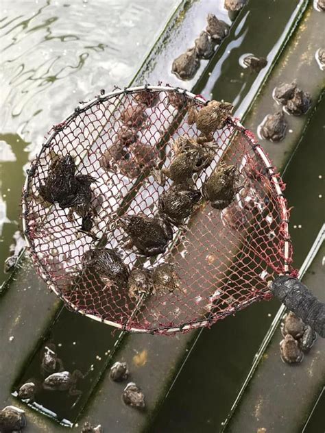 Hội Nuôi ếch Giống ếch Thịt Nghệ An