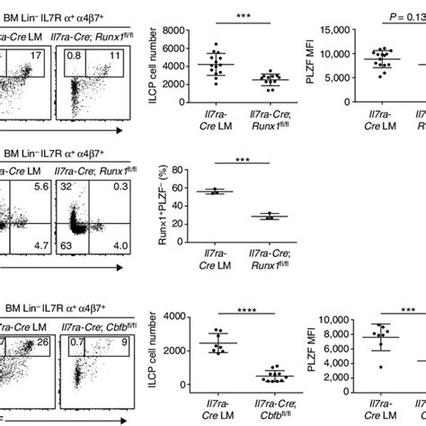 conditional ablation of runx1 in ilcp a top plzf expression in bm
