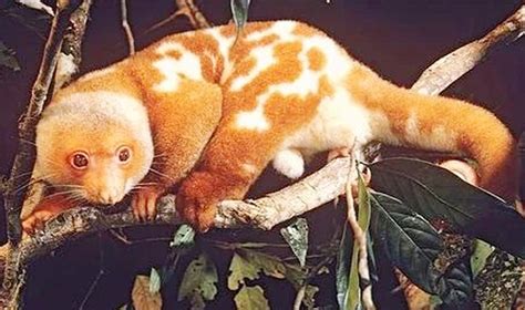 Common Spotted Cuscus The Elusive Tree Dwelling Marsupial Of Australia