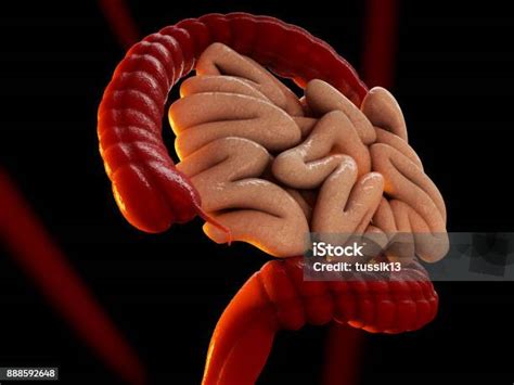검은 3 차원 일러스트 레이 션에 격리 하는 소화 기관으로 인간의 장 대 장 또는 결 장 건강관리와 의술에 대한 스톡 사진 및 기타 이미지 건강관리와 의술 결장 맹장