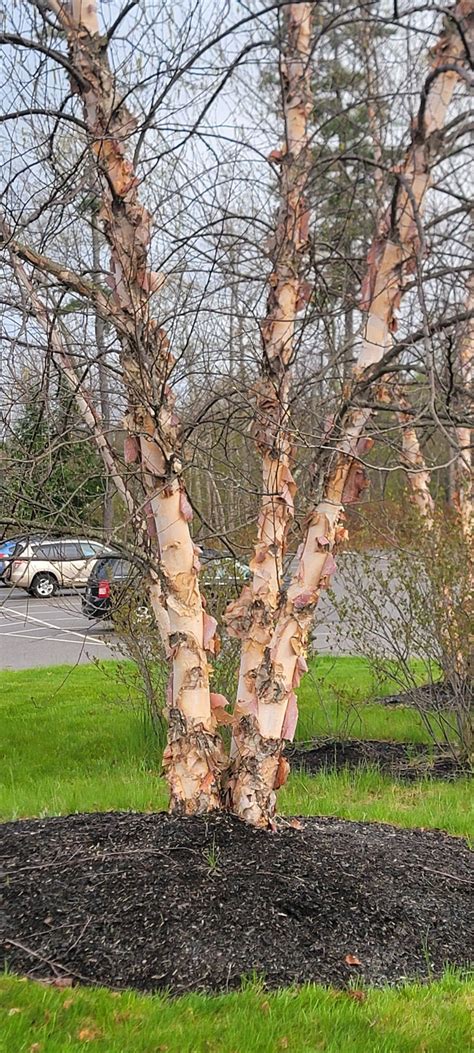 Betula Nigra River Birch Native Haunts