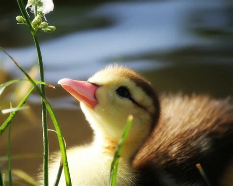 Duckling Twigs Grass Hd Photo Wallpaper Preview