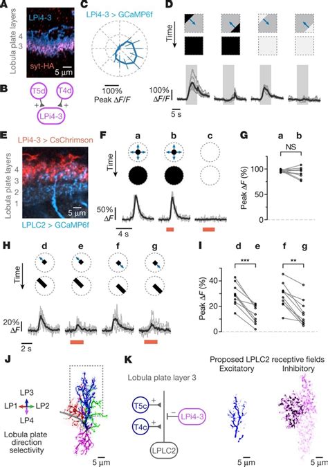 Directionally Selective Inhibitory Inputs To Lplc2 Further Sculpt