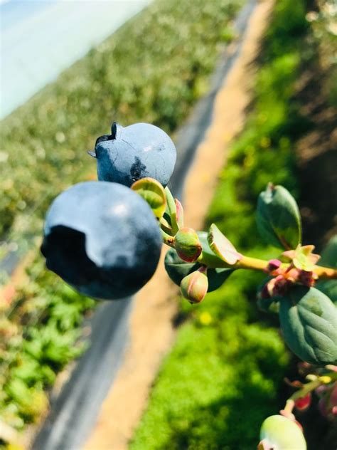 Mxolisi Mkuna On Linkedin 🫐 ️