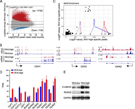 Analysis Of Chromatin Accessibility Revealed RUNX2 As A Master TF In
