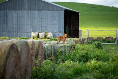 Hay And Silage In A Stack Yard Bales Of Hay With Grass Sprouting In
