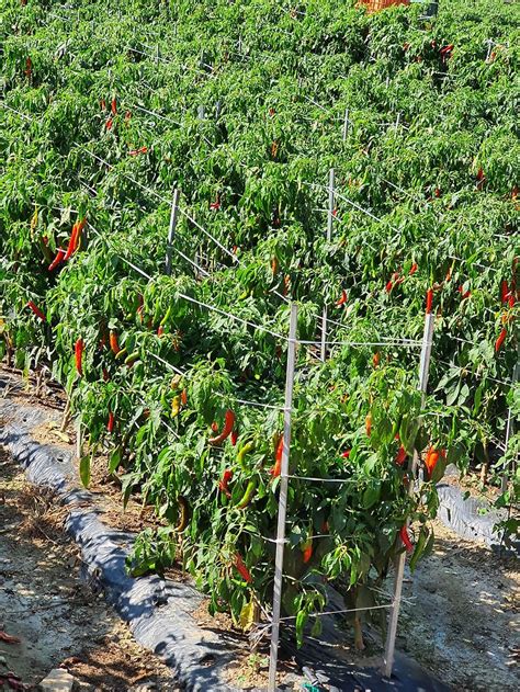 빨간고추를 따는 고추꿈해몽