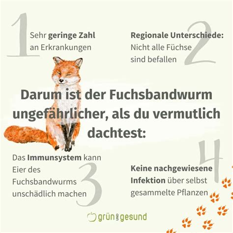 Fuchsbandwurm Abtöten Oder Keine Gefahr Beim Menschen