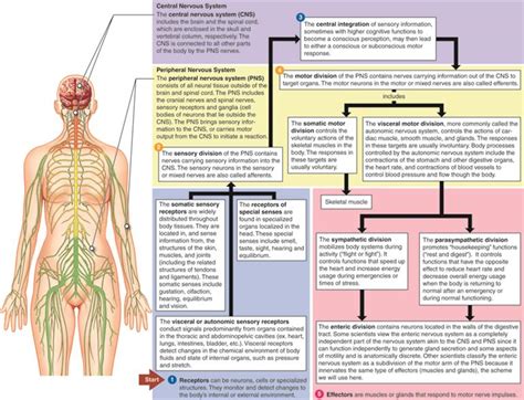 Control And Coordination Nervous System Mind Map Nerv Vrogue Co