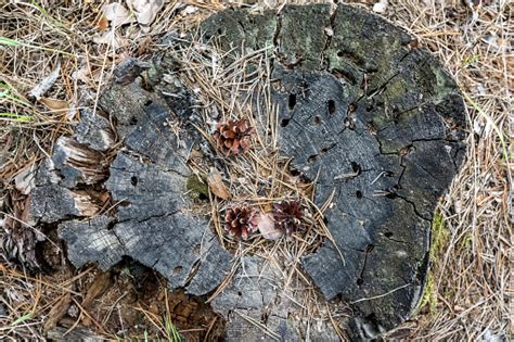 오래된 썩은 소나무 그루터기가 숲의 개간지에 서 있습니다 겨울나무에 대한 스톡 사진 및 기타 이미지 겨울나무 0명 가문비나무 Istock
