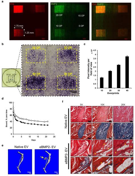 In Vitro And In Vivo Assessment Of Solid‐phase Bmp2‐evs Download Scientific Diagram