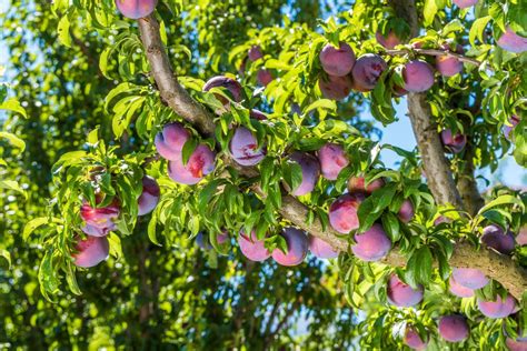 Prunier Plantation Variété Entretien Taille Durée De Vie