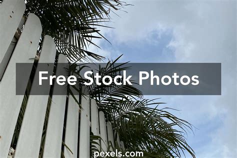 Palm Border Landscape Photos Download The Best Free Palm Border