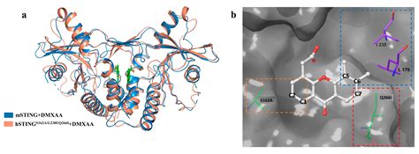 Discovery Of Novel Sting Inhibitors Based On The Structure Of The Mouse Sting Agonist Dmxaa