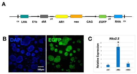 Generation Of The Host Es Cell Line A Schematic Of The Host