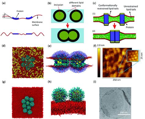 The Tendency For Membrane Aggregation Is Shared By Amphiphilic Aunps