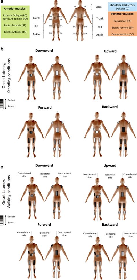 Schematic Representation Of Muscle Activation Patterns A Assessed Download Scientific Diagram