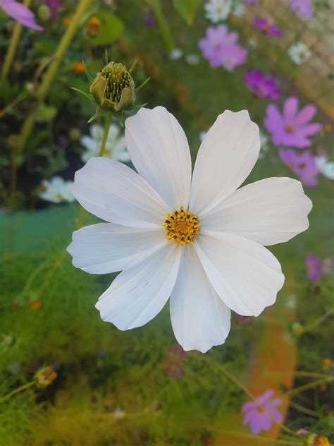 орос хэл онлайн сургалт