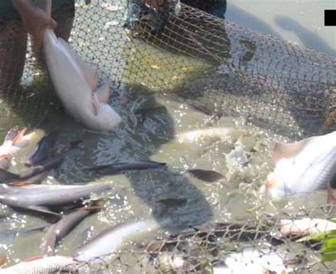 ပြည်ပကို ငါးတင်ပို့မှုမှ ဒေါ်လာသန်း ၁၀၀ နီးပါးရရှိထား One News Myanmar