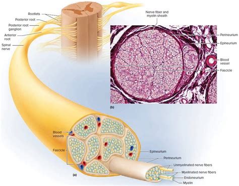 Spinal Cord Anatomy Parts And Spinal Cord Functions