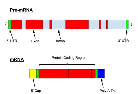 What Are Introns — Definition And Role In Transcription Expii