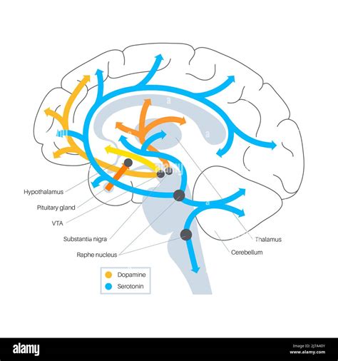 Serotonin Pathway In The Brain