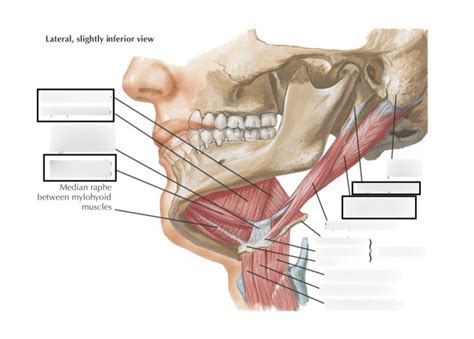 Cfa Submandibular Digastric Triangle Of The Neck Diagram Quizlet