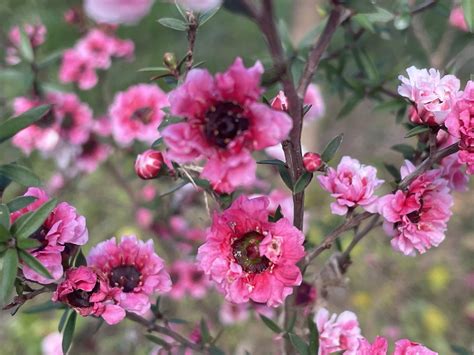 Leptospermum Ballerina Natives R Us Plant Nursery In Traveston