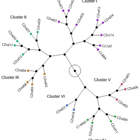 Constellation Plot Of 27 Common Bean Phaseolus Vulgaris Genotypes