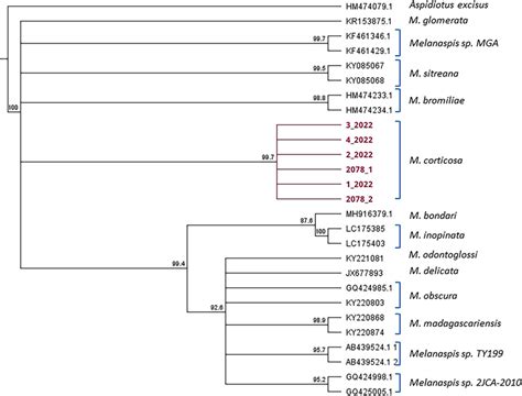 Phylogenetic Tree Depicting Genetic Relationships Derived From COI Download Scientific