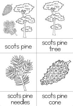 Types Of Tree Nomenclature Cards By Babe Blue Orange TpT