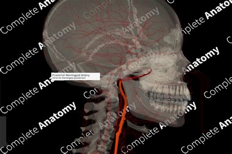 Posterior Meningeal Artery Left Complete Anatomy
