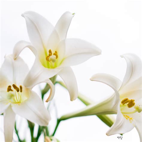 백합과식물 백화 키우기 구근 꽃다발 색상별 꽃말 네이버 블로그