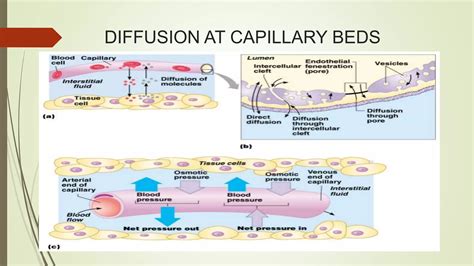 Cardiovascular System 12pptx
