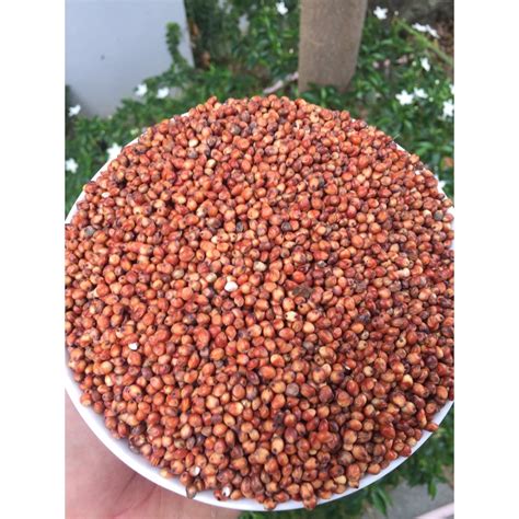 Mua Hạt Bobo đỏ Cho Chim Hamster Vẹt Cu Gáy Và Các Loại Chim Thú Cưng ăn Hạt Khác Bị 1kg Giá