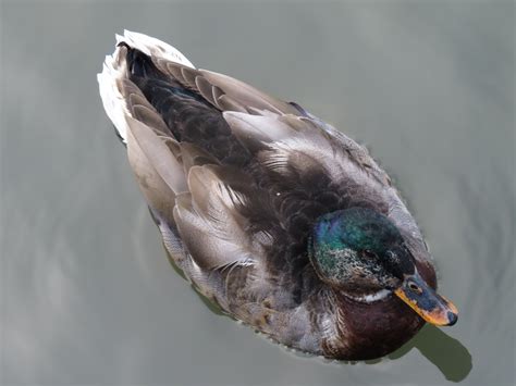 Bird Hybrids Intersex Birds And Their Confusion With Hybrids