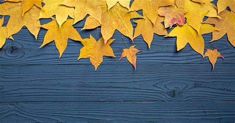 가을 노란 단풍 나무 잎이있는 나무 배경 나뭇잎과 나무의 질감 복사 공간이있는 가을 카드 10월에 대한 스톡 사진 및 기타 이미지 Istock