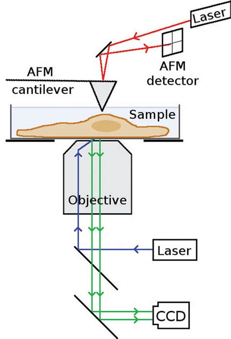 Correlative Atomic Force And Fluorescence Localisation Superresolution