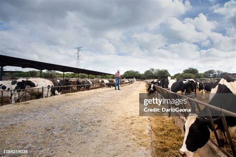 Mexico Animal Farmers Photos And Premium High Res Pictures Getty Images