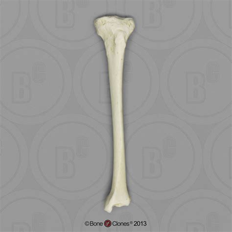 Human Female Asian Tibia Bone Clones Osteological Reproductions