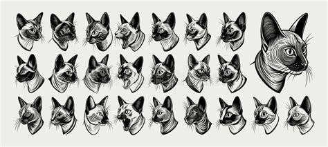 Collection Of Tonkinese Cat Head In Side View Silhouette Design Stock
