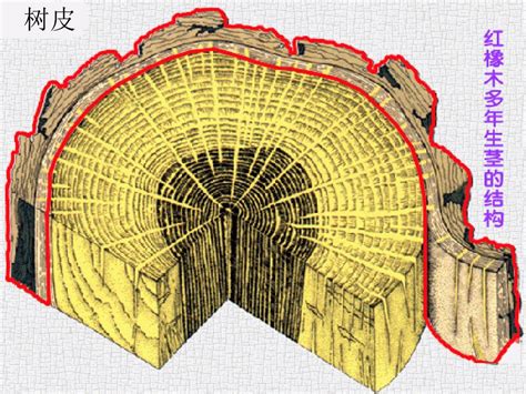 实验三：植物根和茎外形、初生及次生结构的观察 Ppt Download