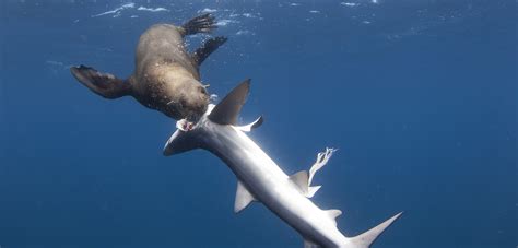 Sea Lion Predators