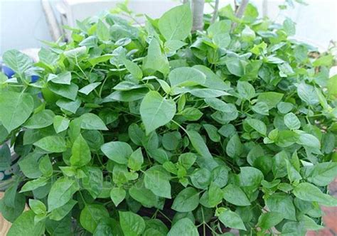 Rau Ngót Nhật Có Tác Dụng Gì Điều Cần Biết Về Rau Ngót Nhật Thiết Bị