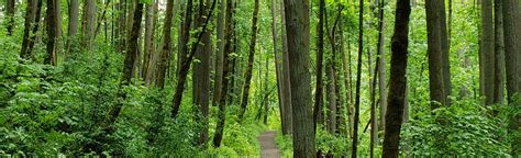 Ribbon Trail To Old Road Trail Oregon 375 Reviews Map Alltrails