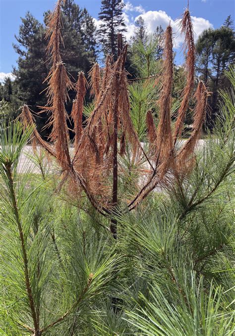 White Pine Weevil Damage Is Easy To Spot